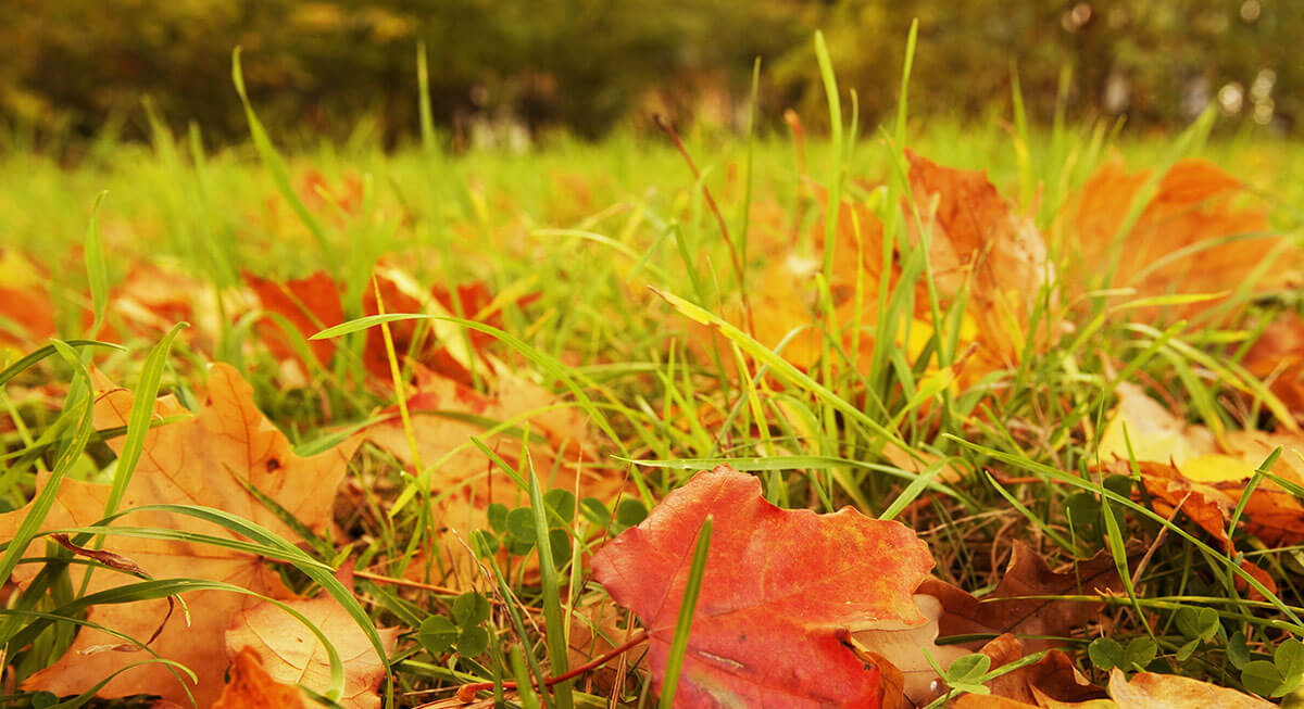 Fall Lawn Care Maintenance Treatment Schedule Toro YardCare fall-lawn-care-maintenance-treatment-schedule-toro-yardcare