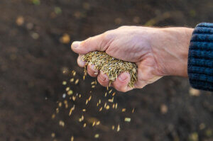 When to Plant Grass Seed for a New Lawn | Toro YardCare