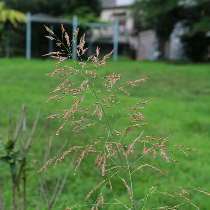 Invasive Grasses In Lawns A Guide Toro Yardcare