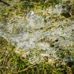 Common Spring Lawn Diseases | Toro YardCare